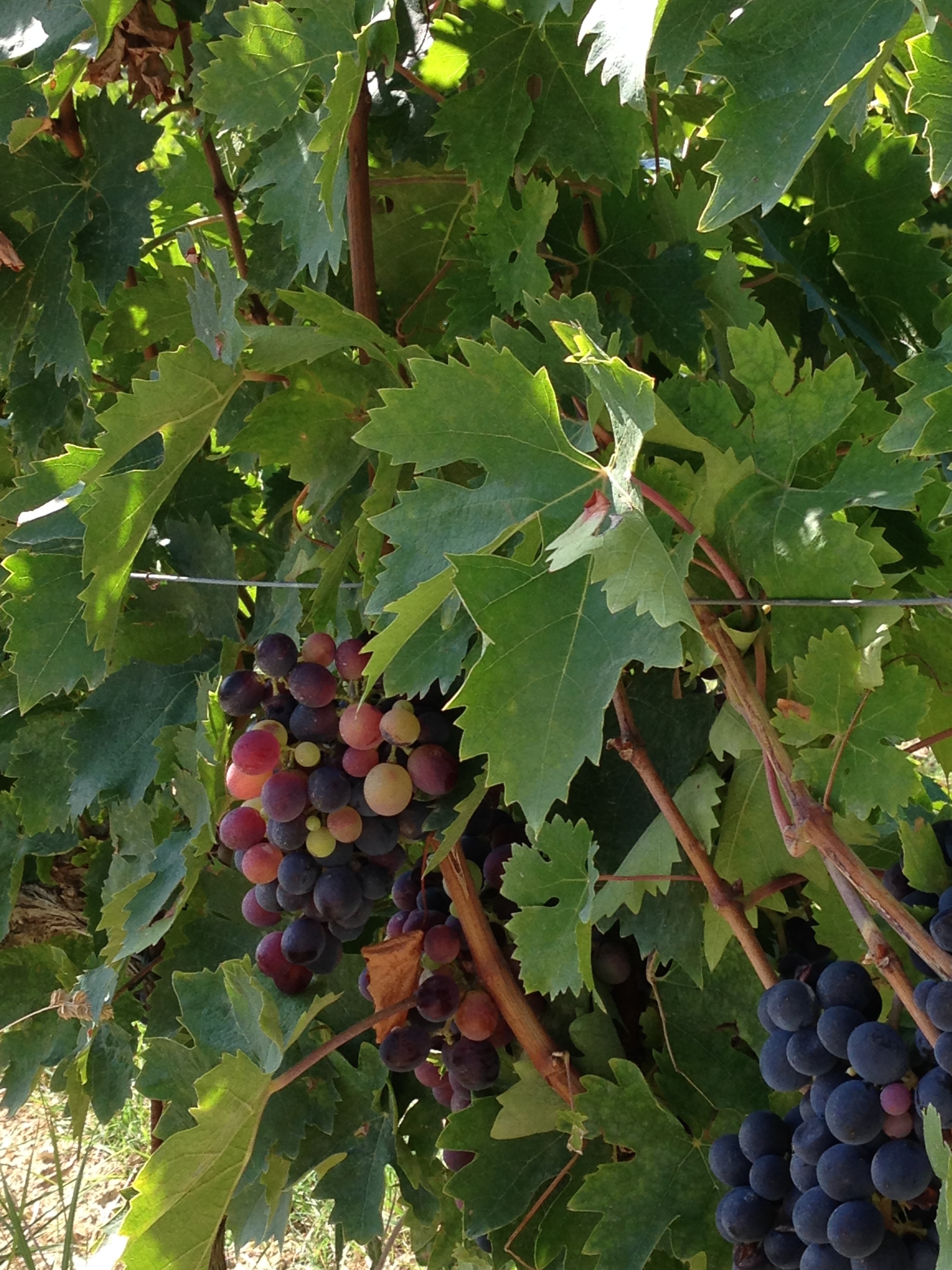 Illuminati d’Immenso – Suzanne Branciforte's Italian Grapevine